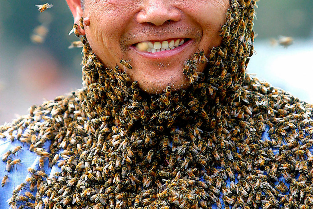 The ‘magical powers’ of bees for your health