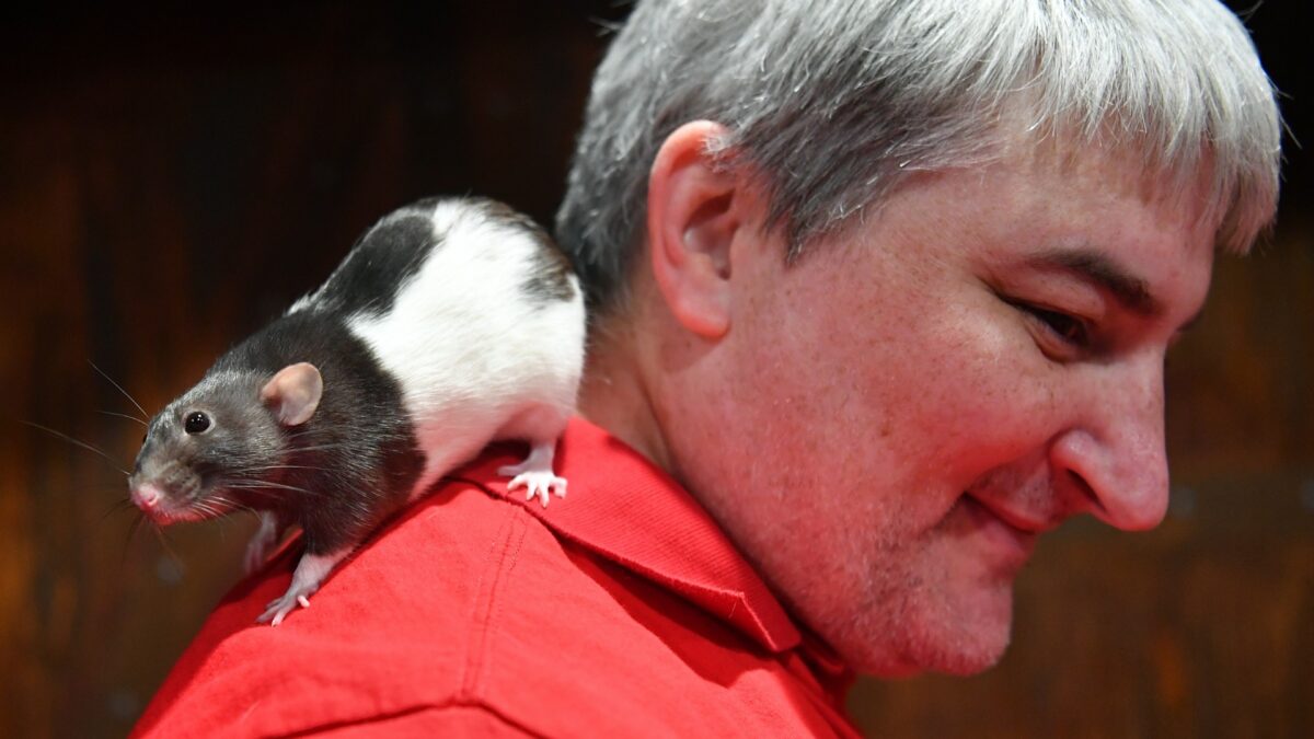 Abre en San Francisco un café temático con ratas