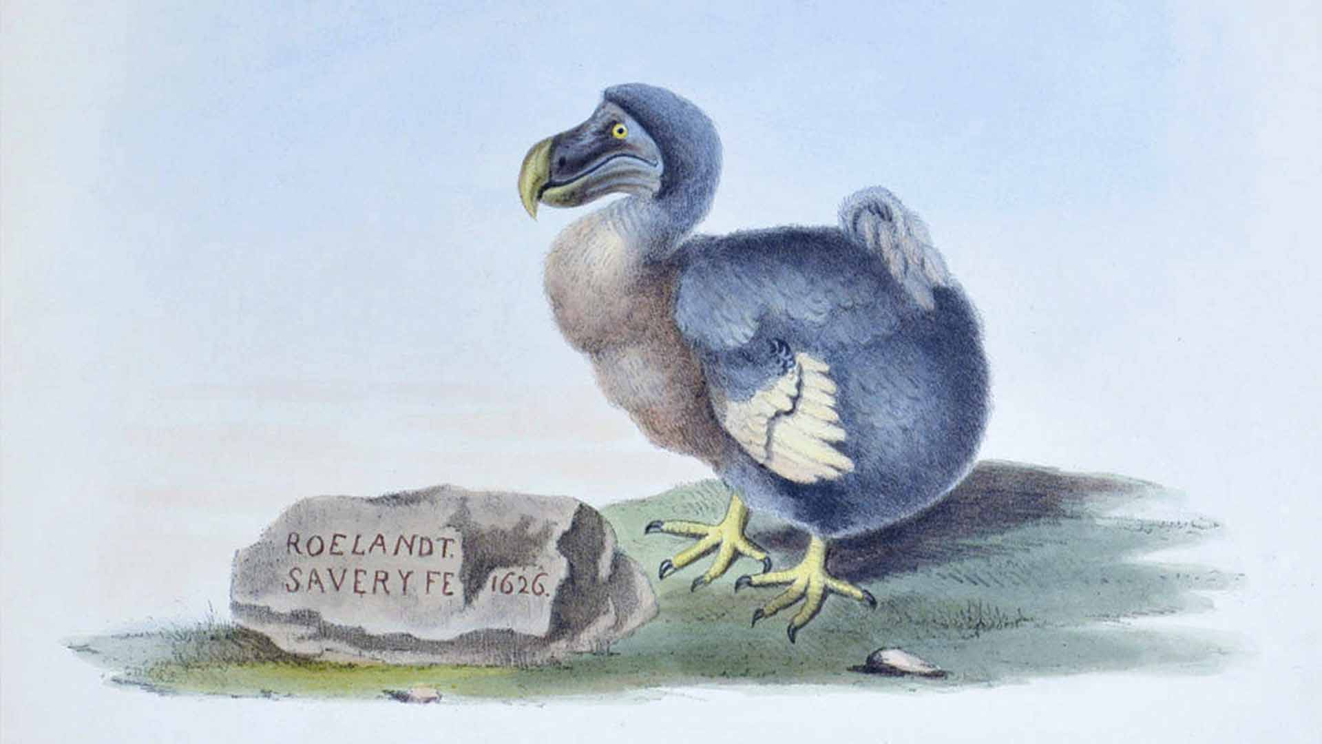 Hallan una nueva especie de paloma emparentada con el dodo