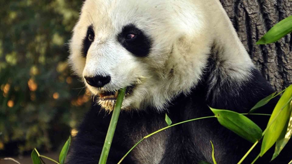 La panda mexicana Shuan Shuan, la más longeva fuera de China, cumple 31 ...