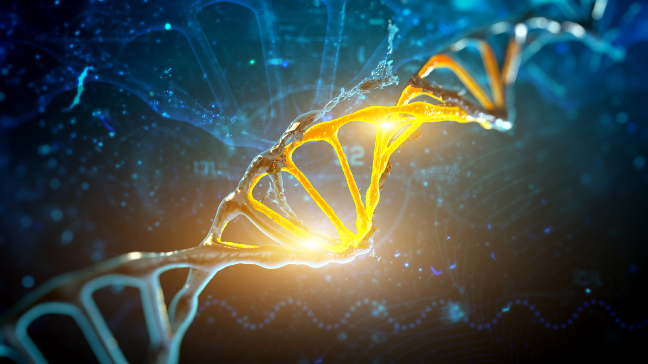 La línea germinal masculina es el motor de la evolución estructural del ...