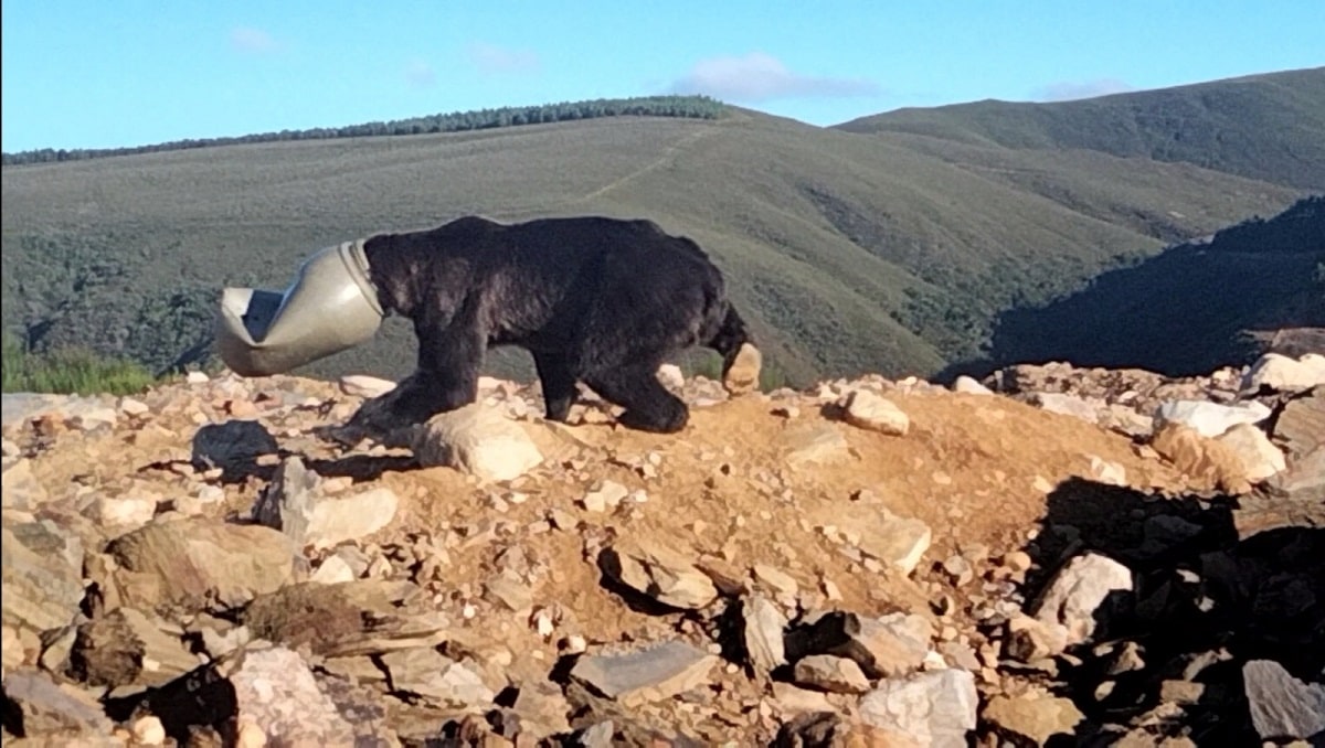 Salvan la vida de un oso pardo con la cabeza atrapada en un bidón de ...