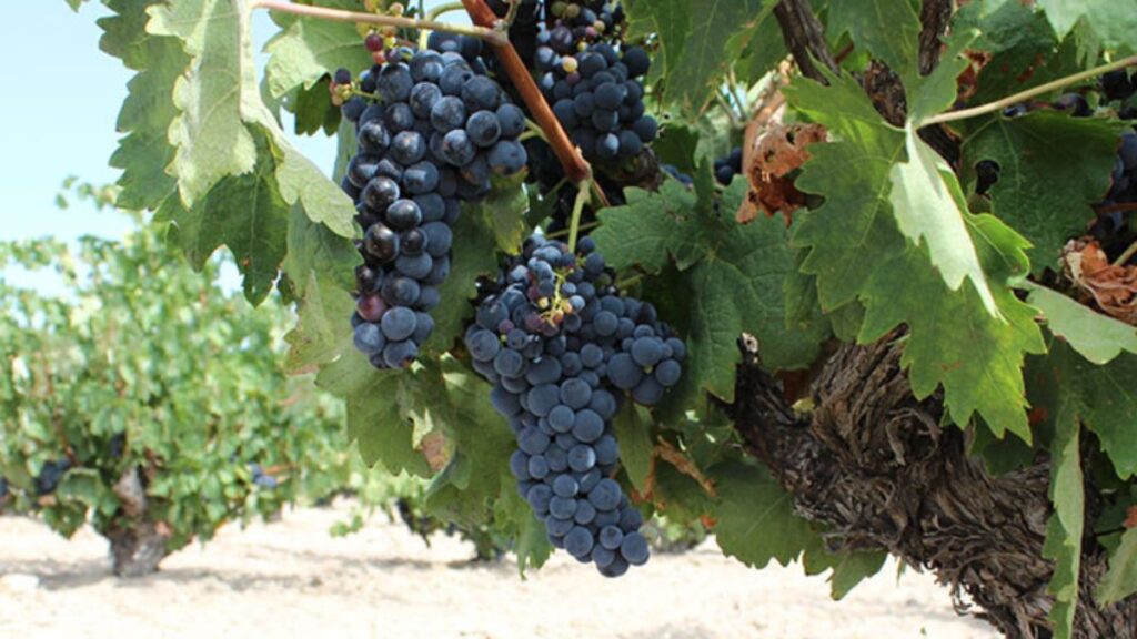 Cuatro vinos de Toro que desmitifican la rudeza asociada (desde siempre ...