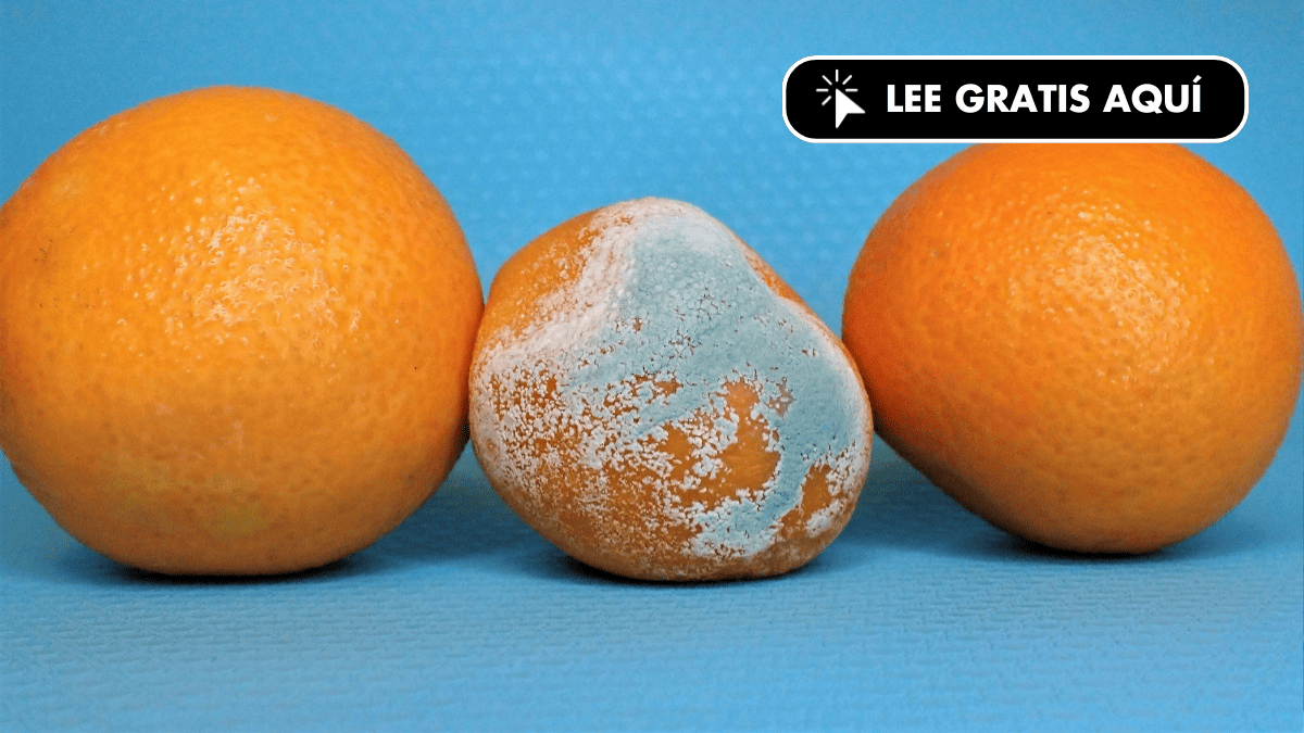 Esto es lo que debes hacer si ves moho en un alimento, según los expertos