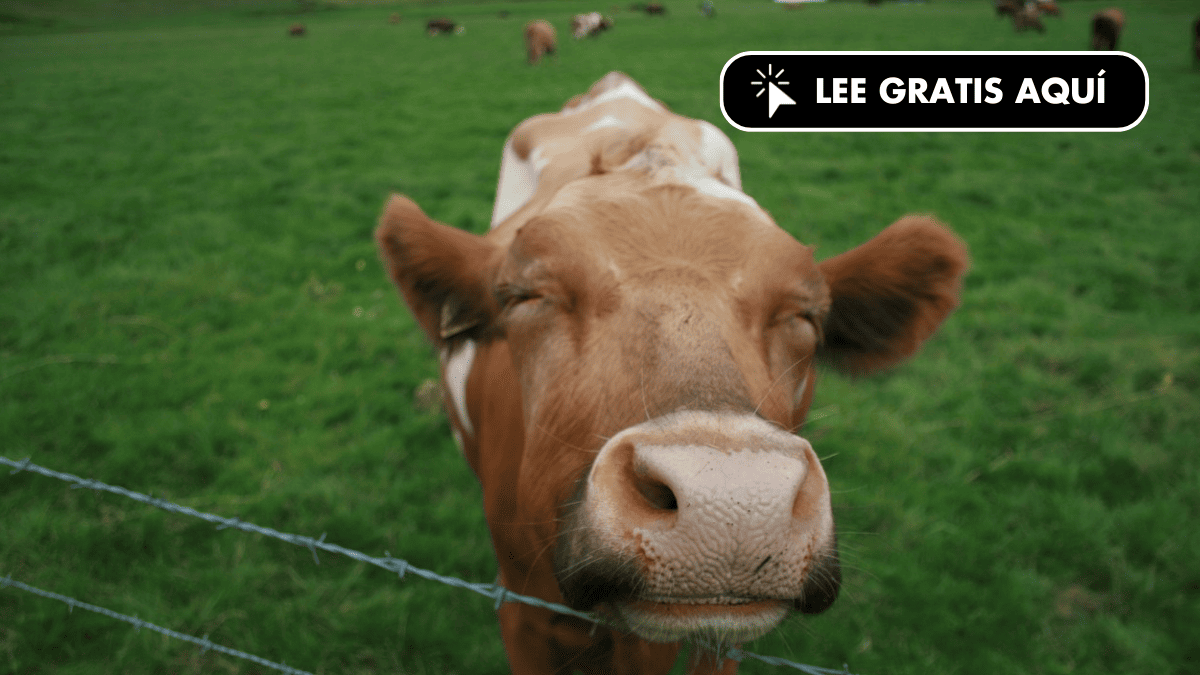 ¿Qué es el mondongo? Este es su verdadero significado