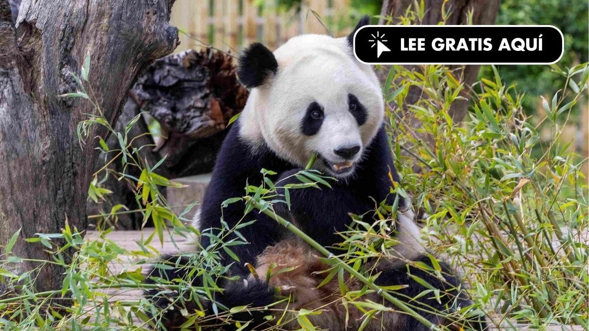 La familia del Zoo de Madrid crece: llegan Jin Xi y Zhu Yu, la nueva ...