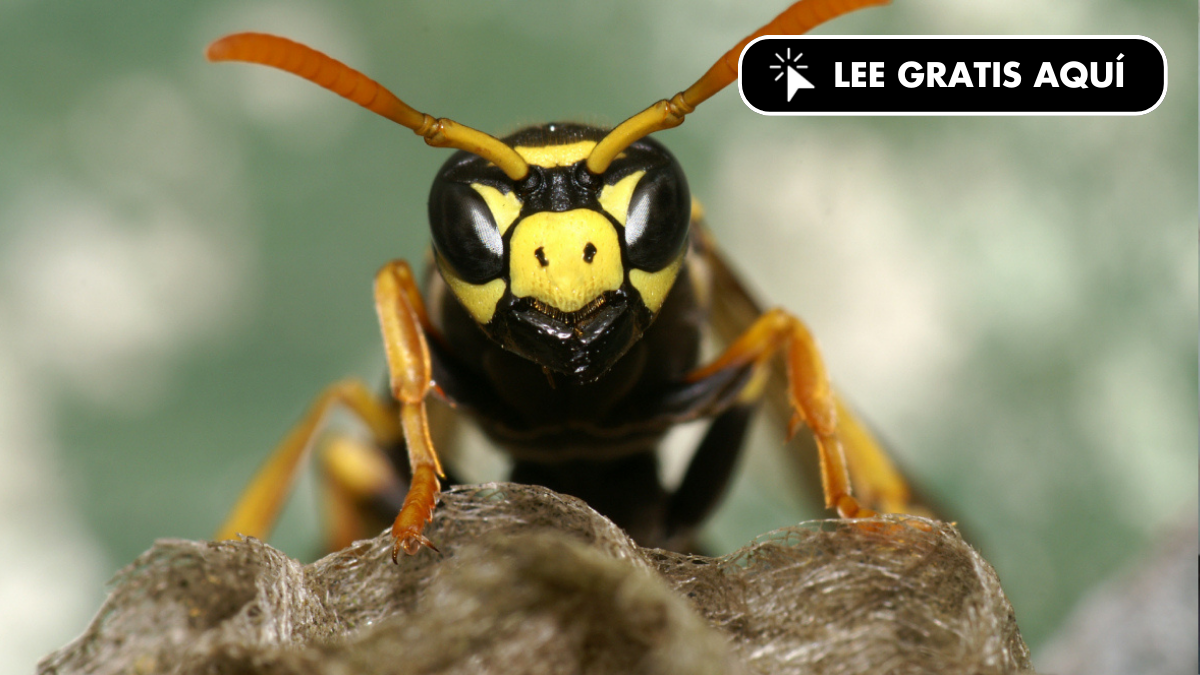 Estos son los insectos más peligrosos del verano español: dónde ...