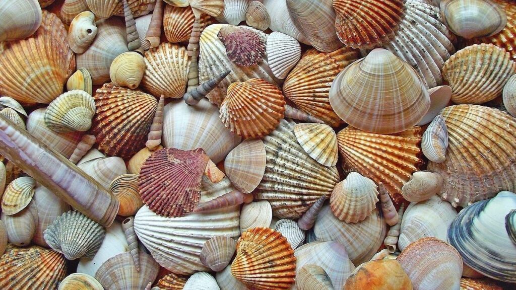 ¿Es legal recoger conchas de la playa? Multas de hasta 3.000€