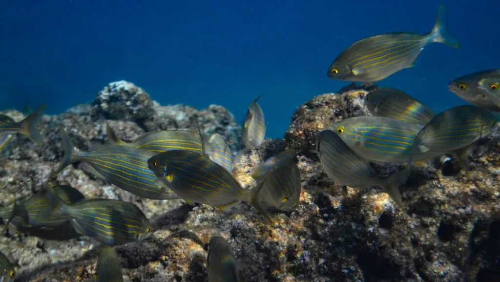 ¿Qué son las salpas? ¿Y qué efectos producen?