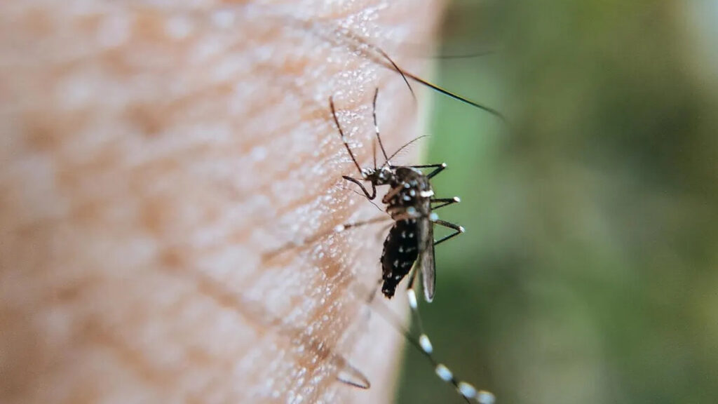 Mueren dos personas por el virus del Nilo en Coria (Sevilla) y se ...