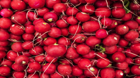 Cómo tomar el rábano picante