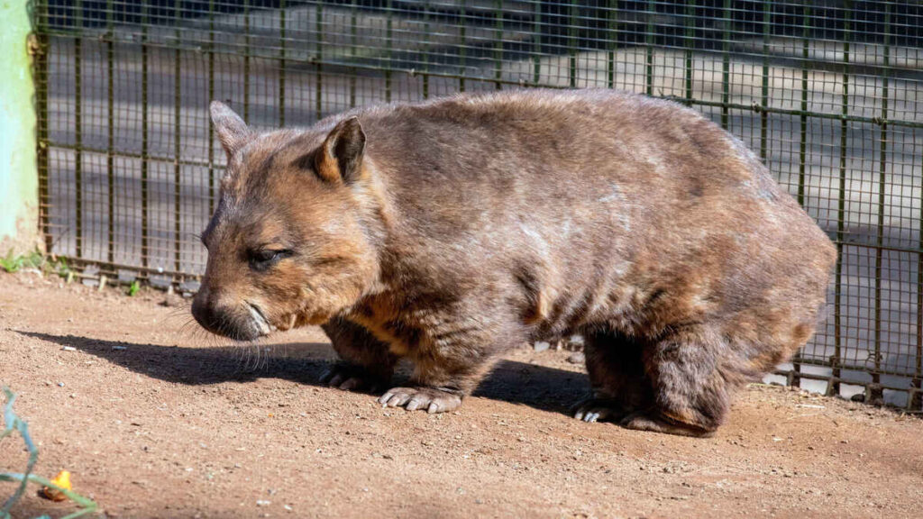 Descubre el animal que hace caca en forma de cubo