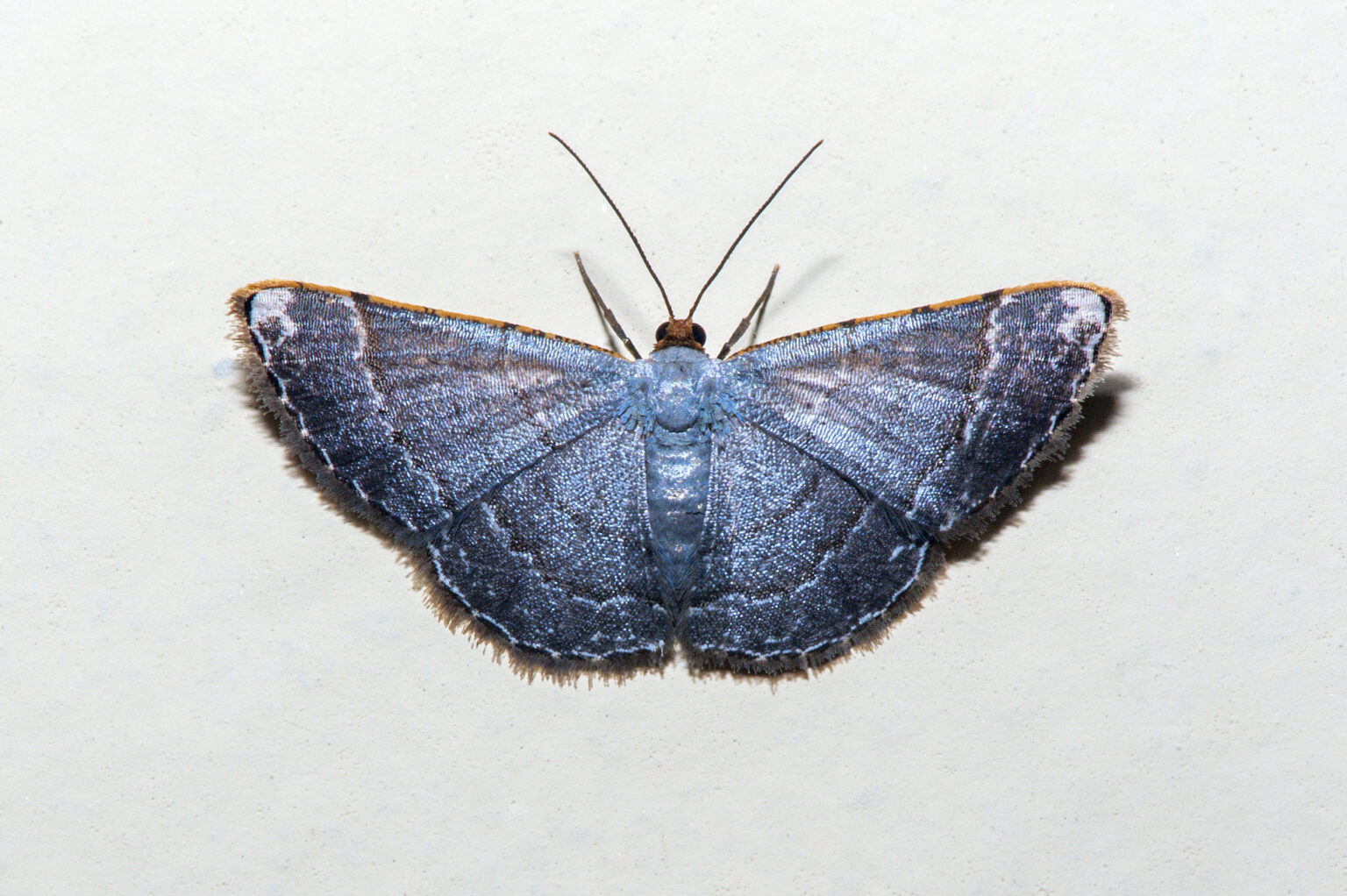 Descubre el significado de la leyenda de la mariposa azul