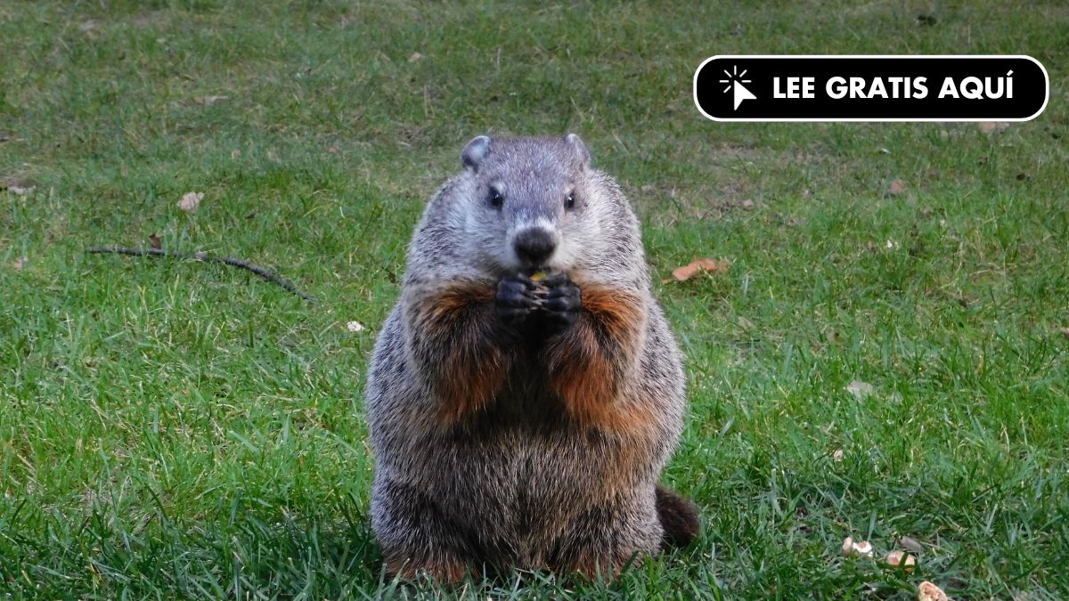 Día de la Marmota 2025: ¿Cuándo es y qué se pronostica?