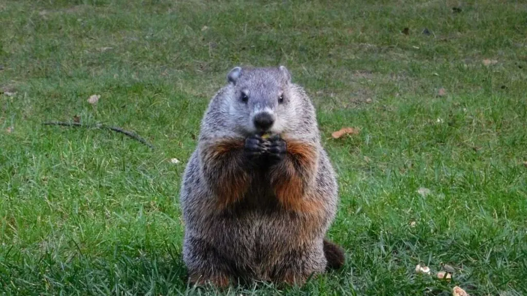 Día de la Marmota 2025: ¿Cuándo es y qué se pronostica?