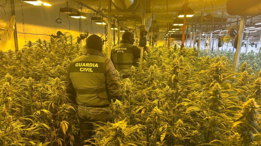 Desmantelado un cultivo de marihuana en una nave de Tordehumos