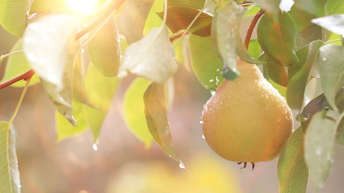 Cultivo de la pera de agua y condiciones para su crecimiento