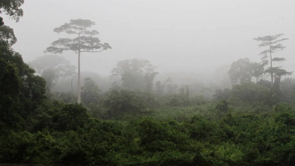 Los humanos habitaron las selvas tropicales africanas hace 150.000 años