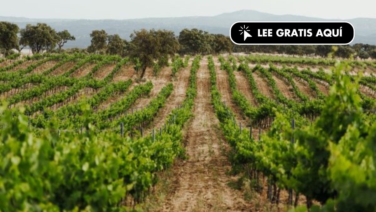 Cinco vinos con la garnacha como uva principal llegados de Rioja ...