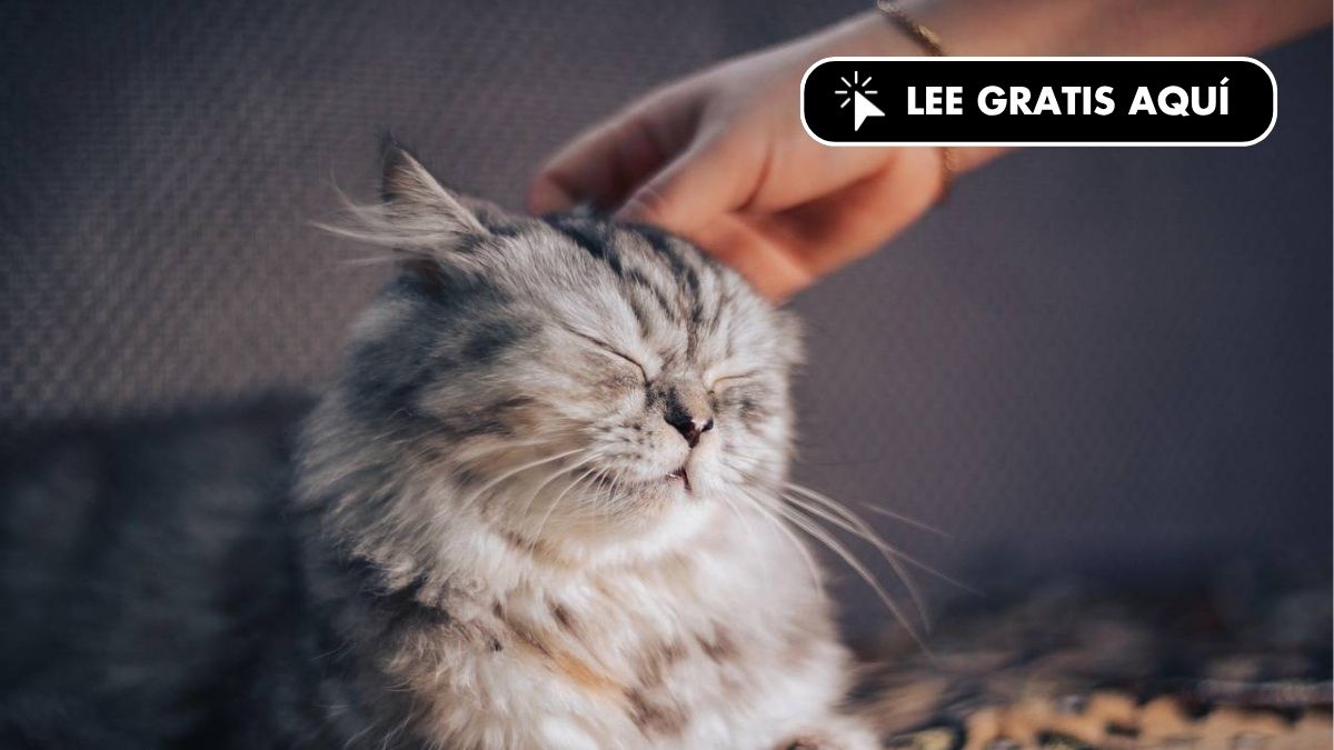 Los gatos domésticos usan su olfato para distinguir entre humanos