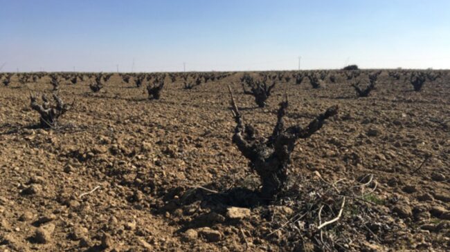 Cinco zonas vinícolas, cinco tipos de suelo y cinco vinos