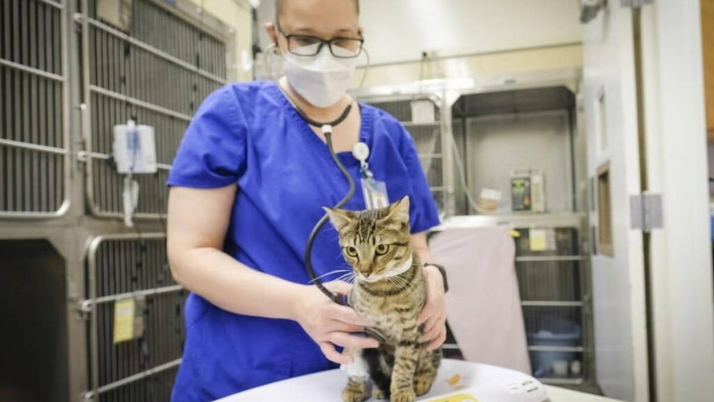 Lo que los gatos nos pueden enseñar sobre la covid persistente