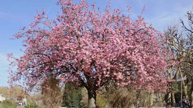 Guía básica: todo lo que necesitas para cultivar un cerezo