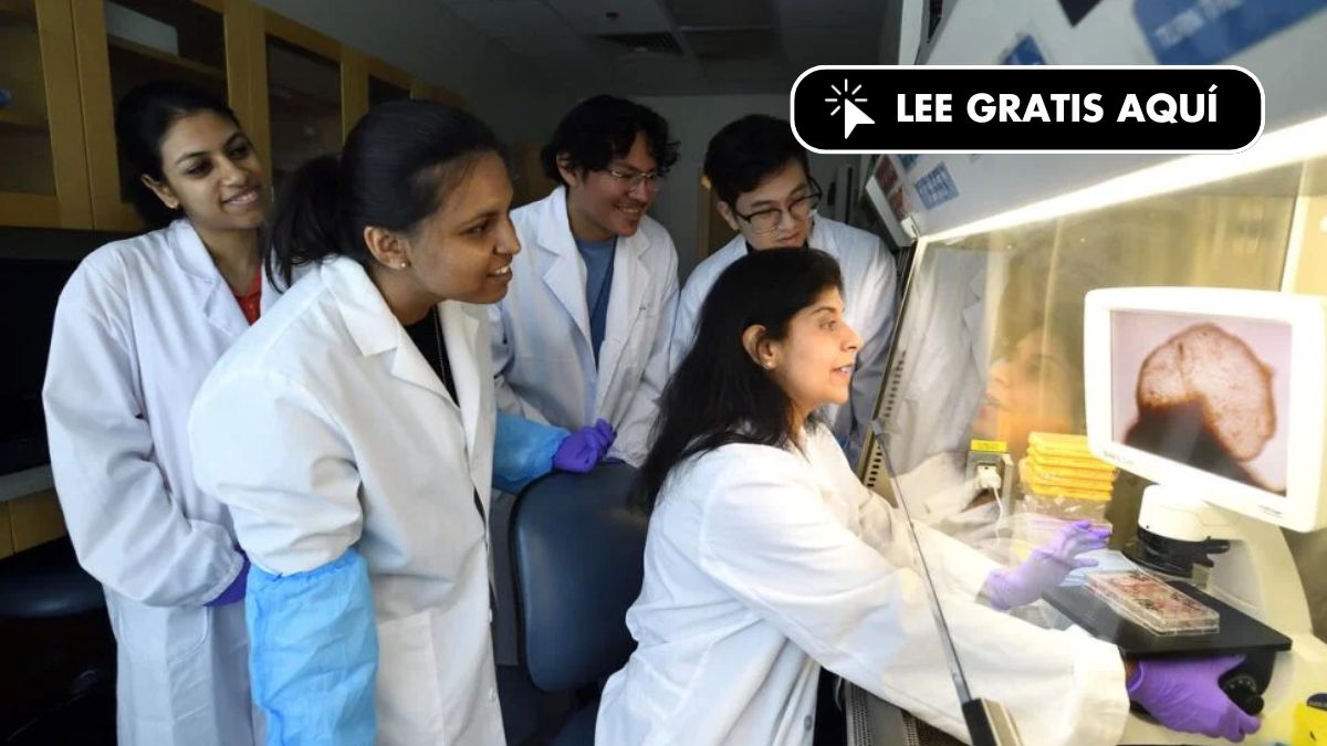 Investigadores de EEUU desarrollan un mini cerebro humano