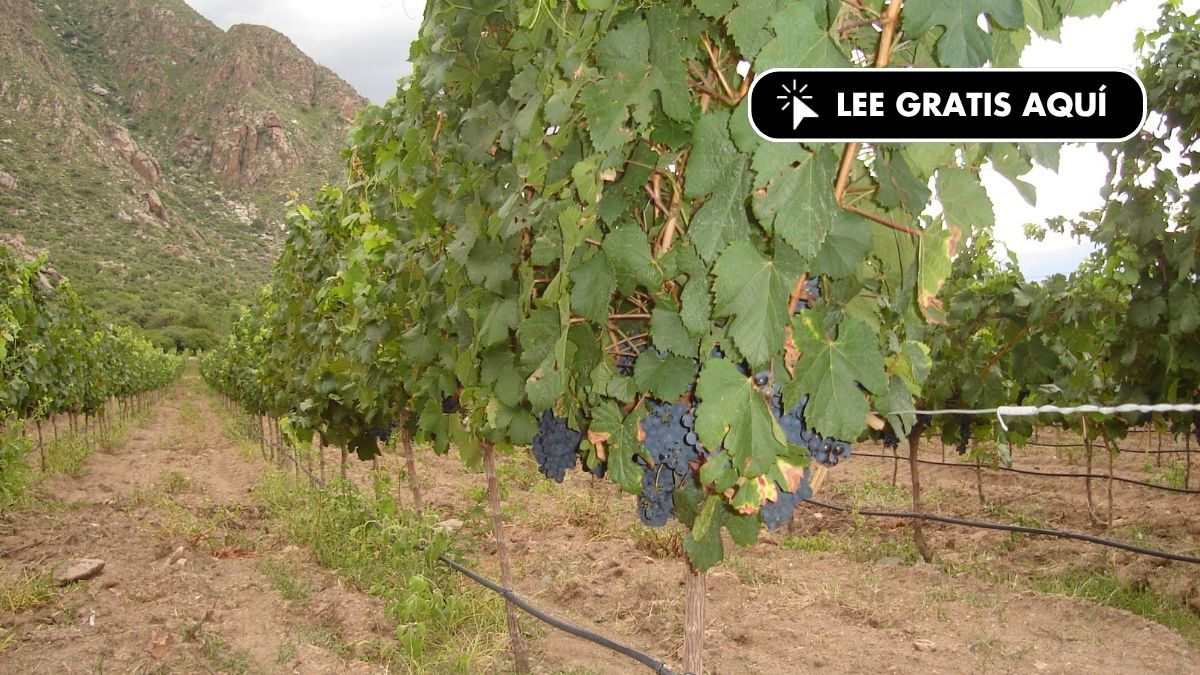 La ascensión del Malbec argentino