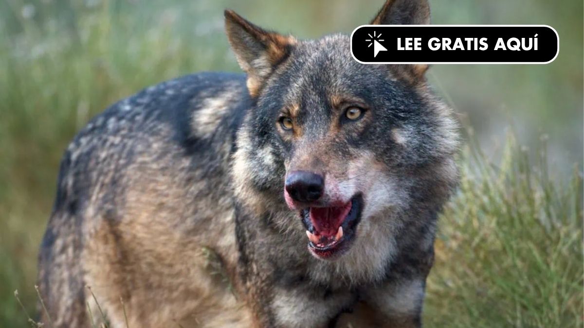 Detectada la primera manada de lobos con crías en un siglo en Cataluña