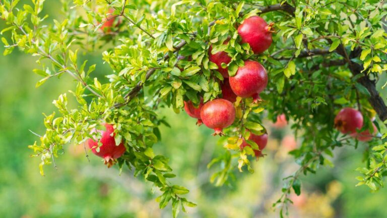 El árbol frutal resistente al frío que da sombra en verano y soporta el ...