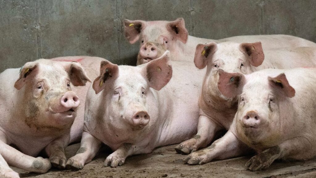 Cataluña declara la emergencia por la peste porcina africana
