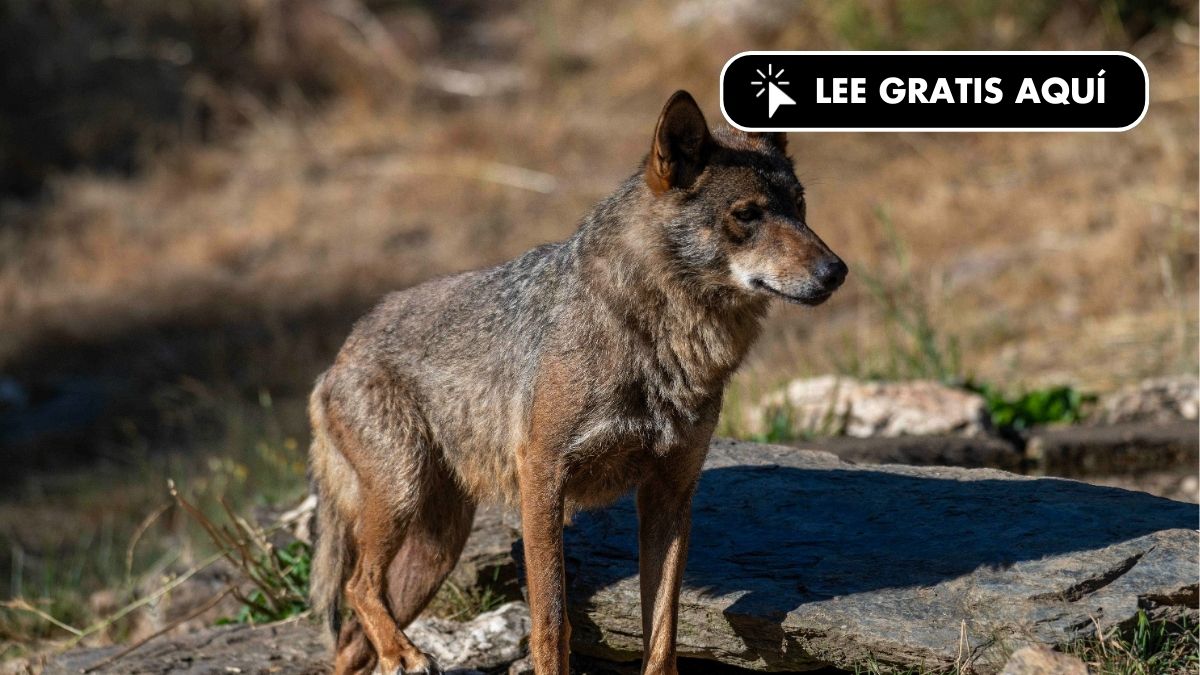 El Supremo valida cazar al lobo solo si es la única solución para ...