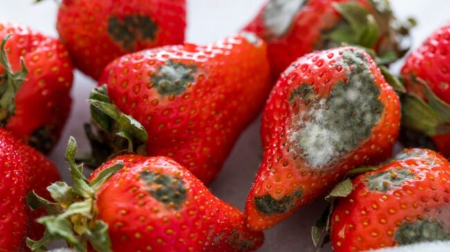 David Callejo, médico, alerta sobre el moho en la fruta, aunque lo ...